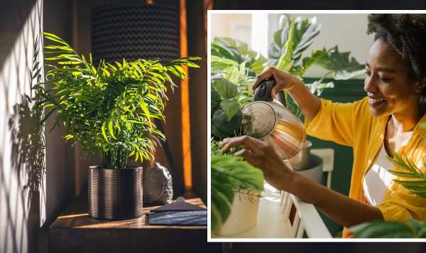 Houseplants: 5 things you should do to avoid ‘irreversible’ damage to ...
