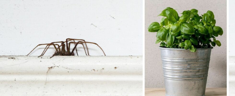 Popular herbs and spices to ‘repel spiders’ ahead of spider season ...