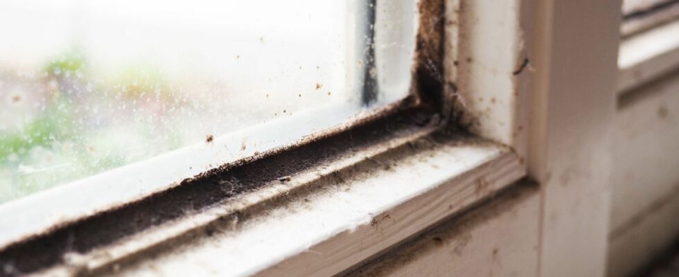 ‘Fastest’ solution to remove silicone sealant mould around windows ...