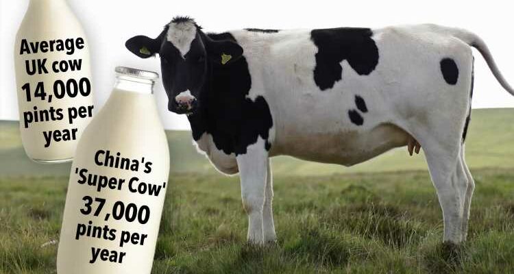 China claims it has cloned three mutant SUPER COWS that can pump out ...